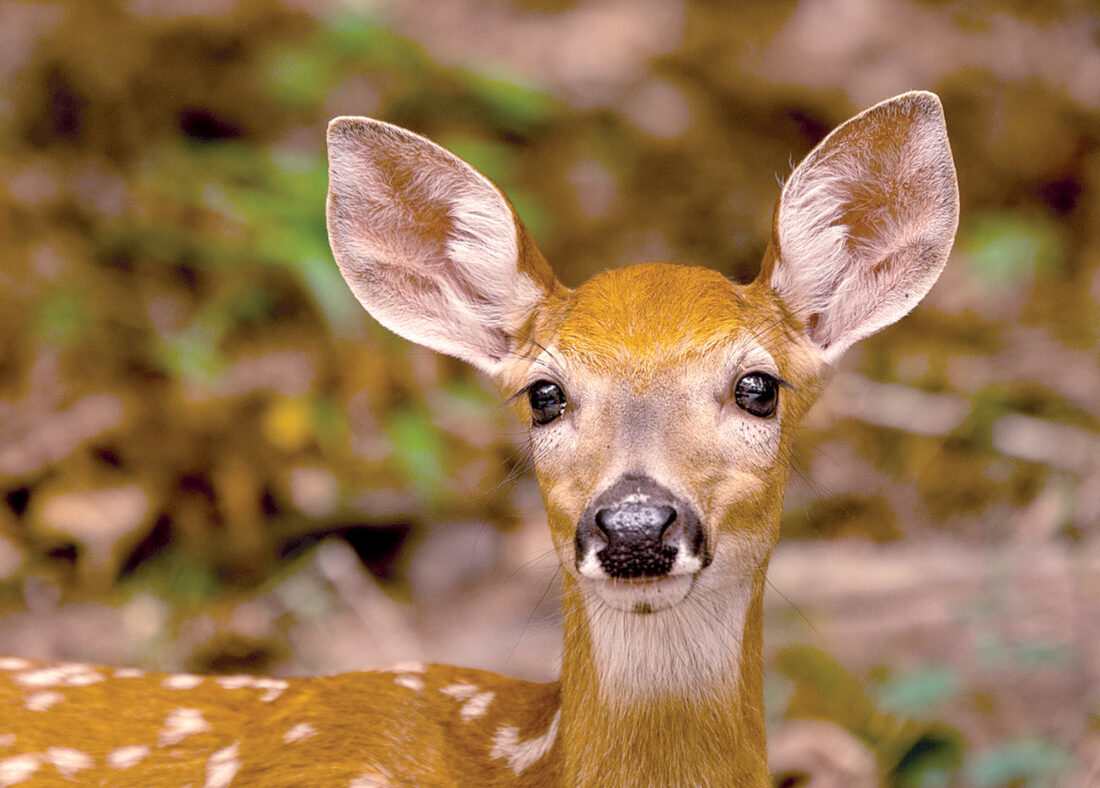 Deer Parasites WVDNR: Leave Young Wildlife Alone | News, Sports, Jobs